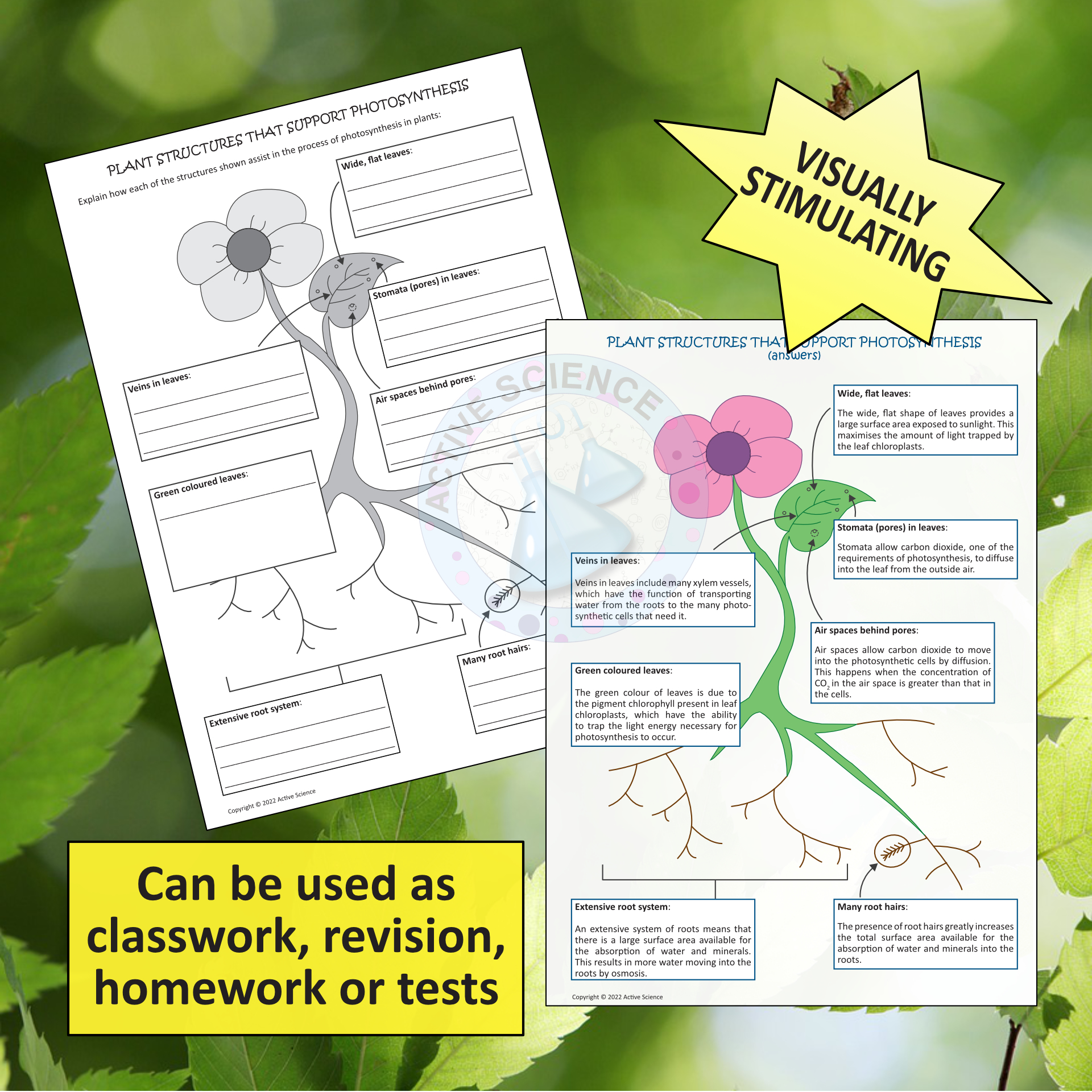 Plant Structure and Photosynthesis | Made By Teachers