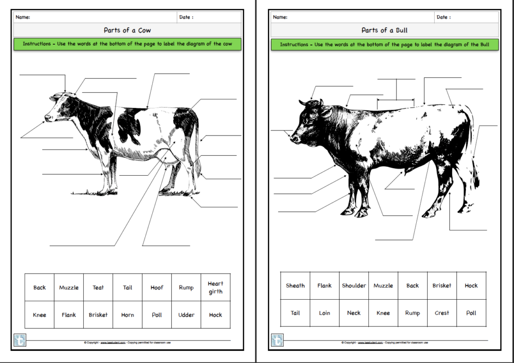 Lessons for Busy teachers - Animal Production 1 - Set 2 | Made By Teachers
