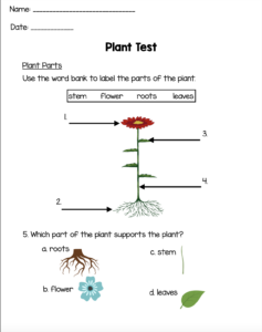 First Grade Plant Test | Made By Teachers