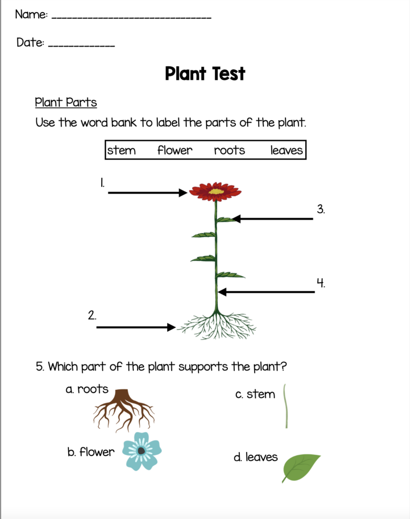 First Grade Plant Test | Made By Teachers