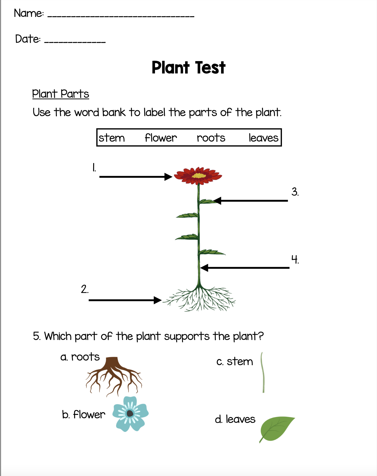 First Grade Plant Test | Made By Teachers
