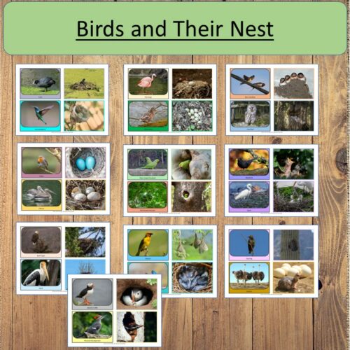 Birds and Their Nest Study Activity Science Spring and Summer | Made By ...