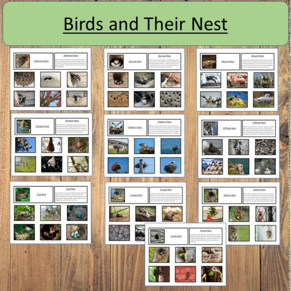 Birds and Their Nest Study Activity Science Spring and Summer | Made By ...
