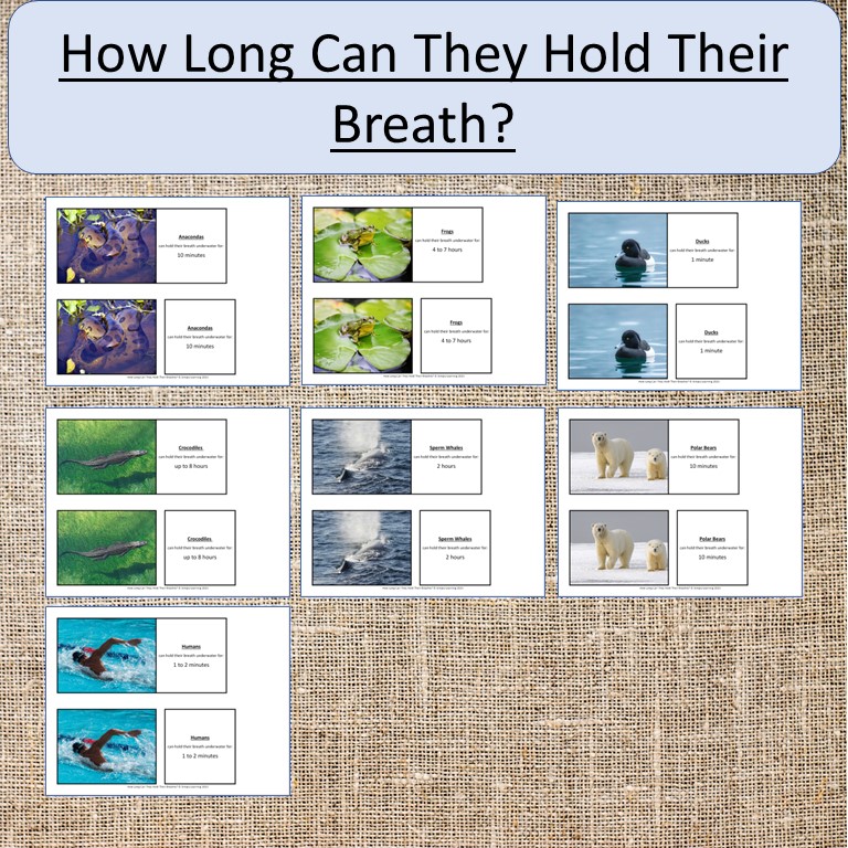 How Long Can They Hold Their Breath? Animals Water Science | Made By ...