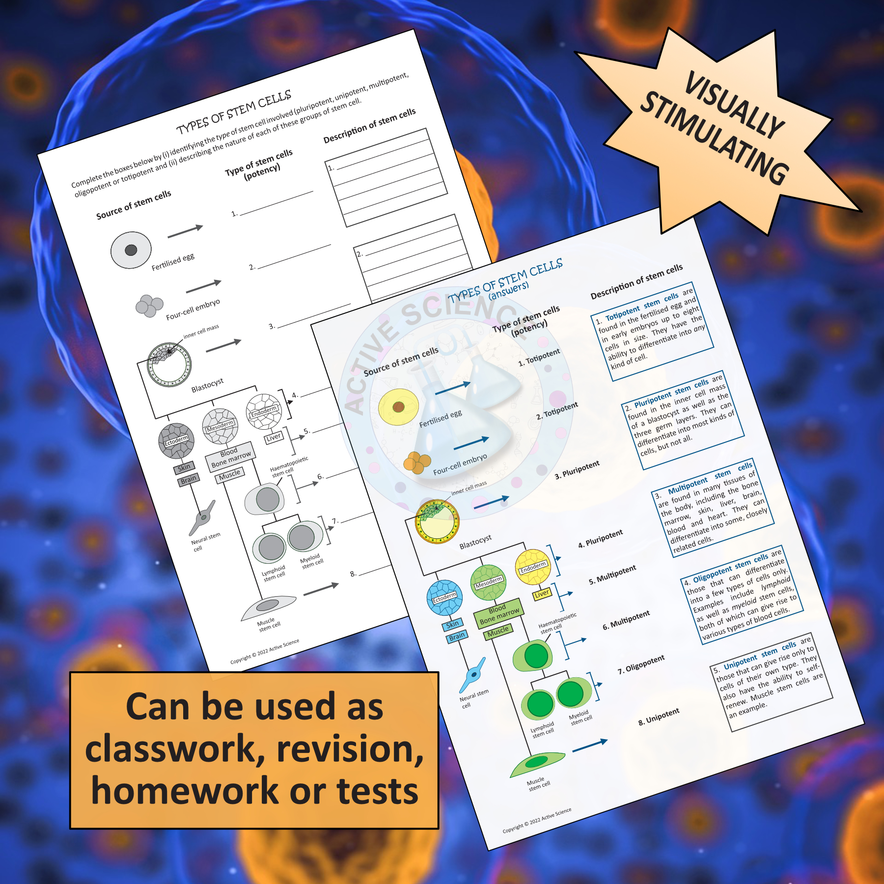 Stem Cells: embryonic and adult (somatic) | Made By Teachers