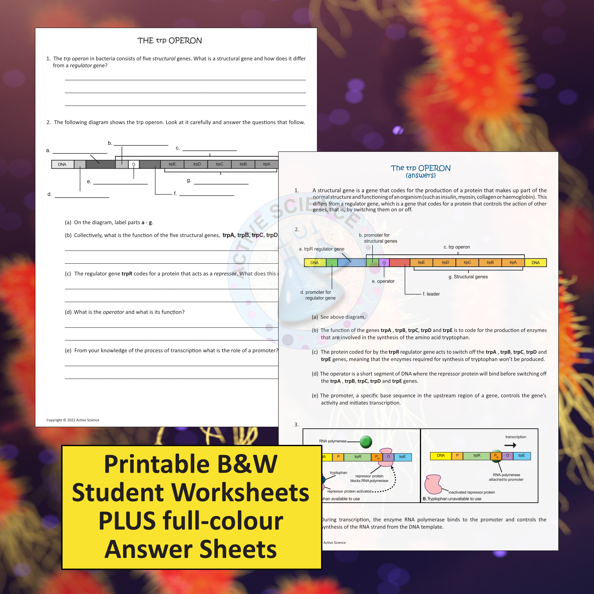 The trp Operon: gene regulation in bacteria | Made By Teachers