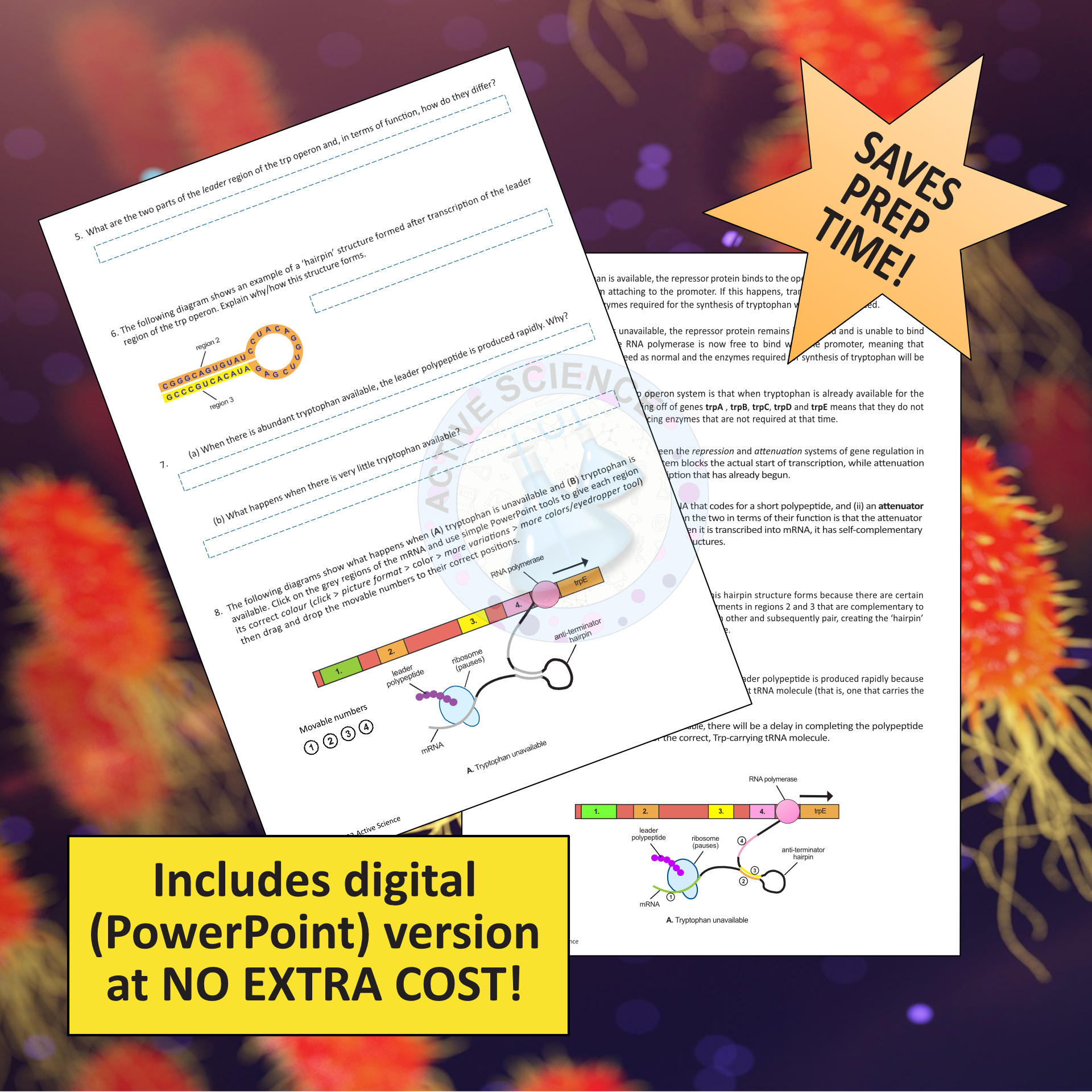 The trp Operon: gene regulation in bacteria | Made By Teachers