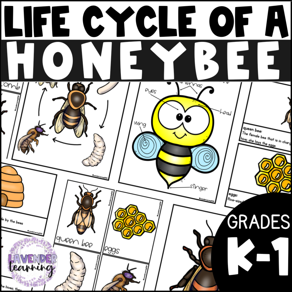 Life Cycle of a Bee Activities, Worksheets, Booklet - Honeybee Life ...