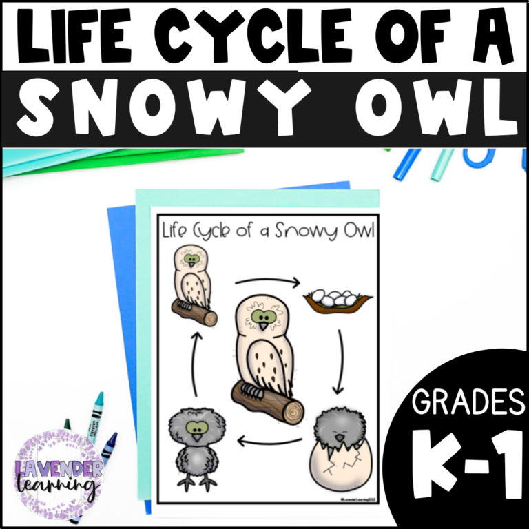 Life Cycle of a Snowy Owl Activities, Worksheets, Booklet - Snowy Owl ...