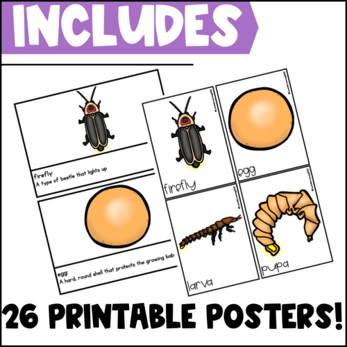 Life Cycle of a Firefly Activities, Worksheets, Booklet - Firefly Life ...