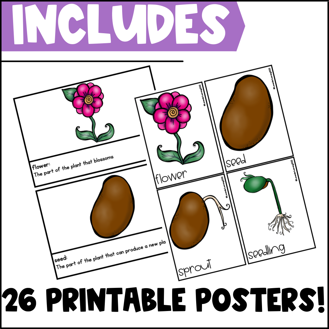 Life Cycle of a Flower Activities, Worksheets, Booklet - Flower Life ...