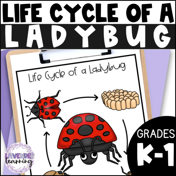 Life Cycle of a Ladybug Activities, Worksheets, Booklet - Ladybug Life ...