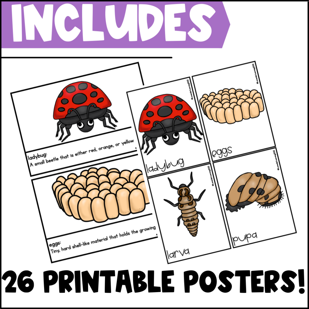 Life Cycle of a Ladybug Activities, Worksheets, Booklet - Ladybug Life ...