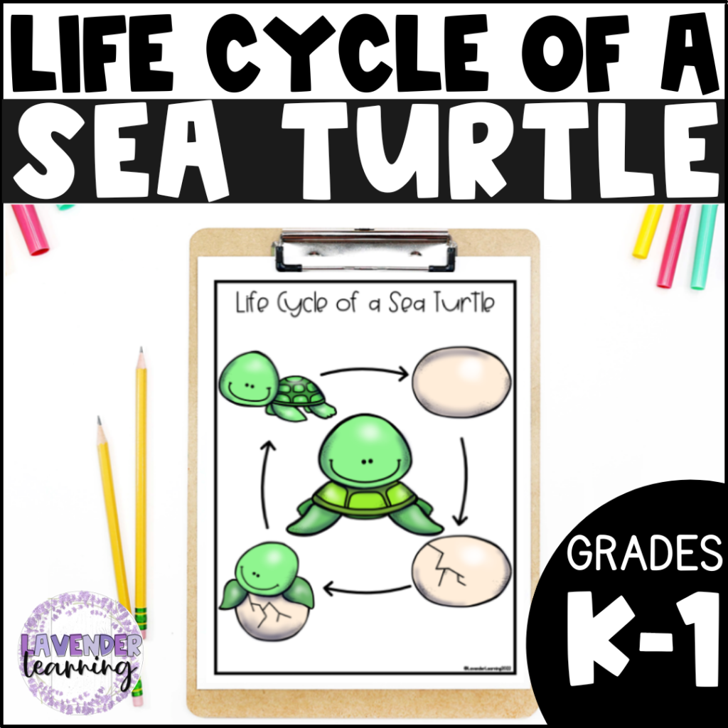 Life Cycle of a Sea Turtle Activities, Worksheets - Sea Turtle Life ...