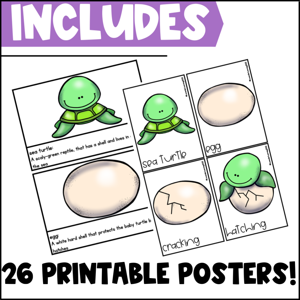 Life Cycle of a Sea Turtle Activities, Worksheets - Sea Turtle Life ...