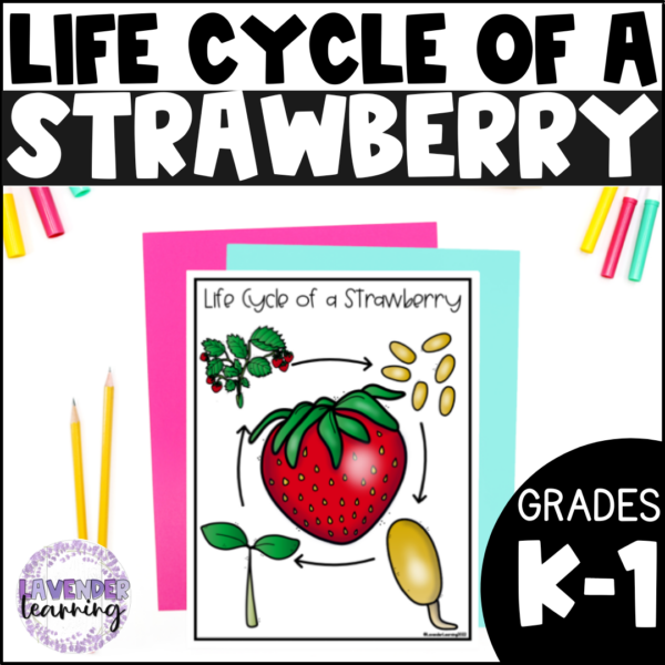 Life Cycle of a Strawberry Activities, Worksheets - Strawberry Life ...