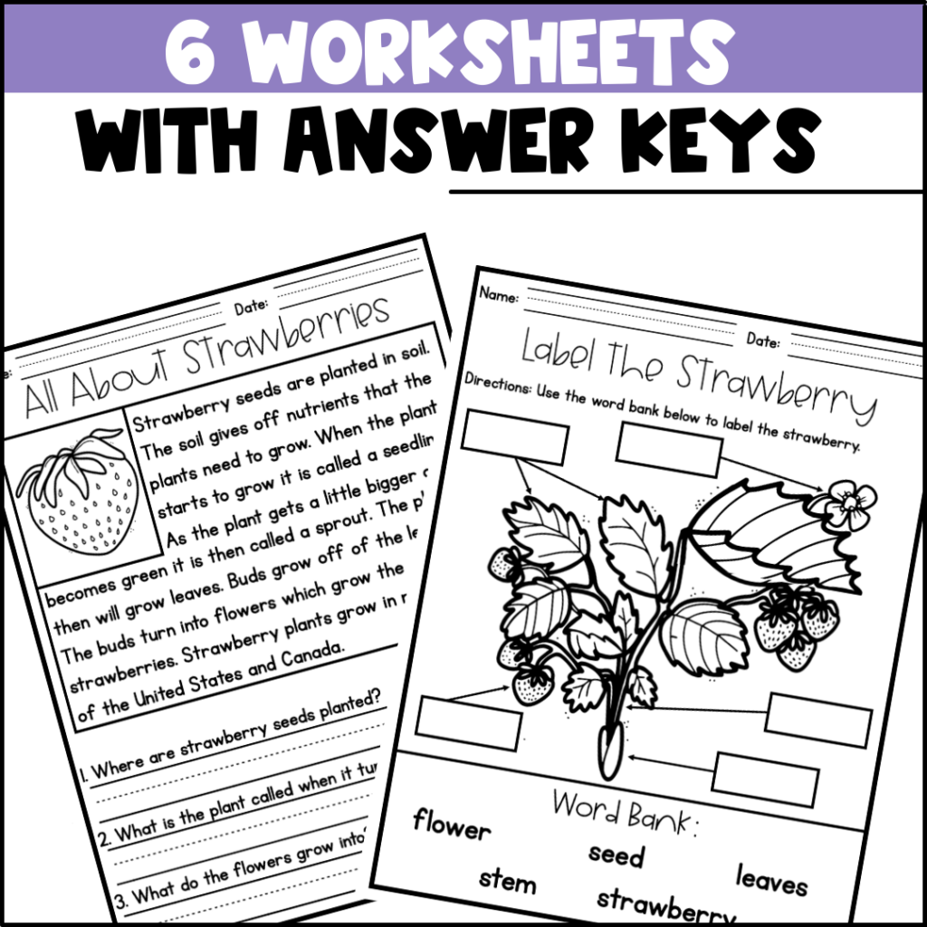 Life Cycle of a Strawberry Activities, Worksheets - Strawberry Life ...