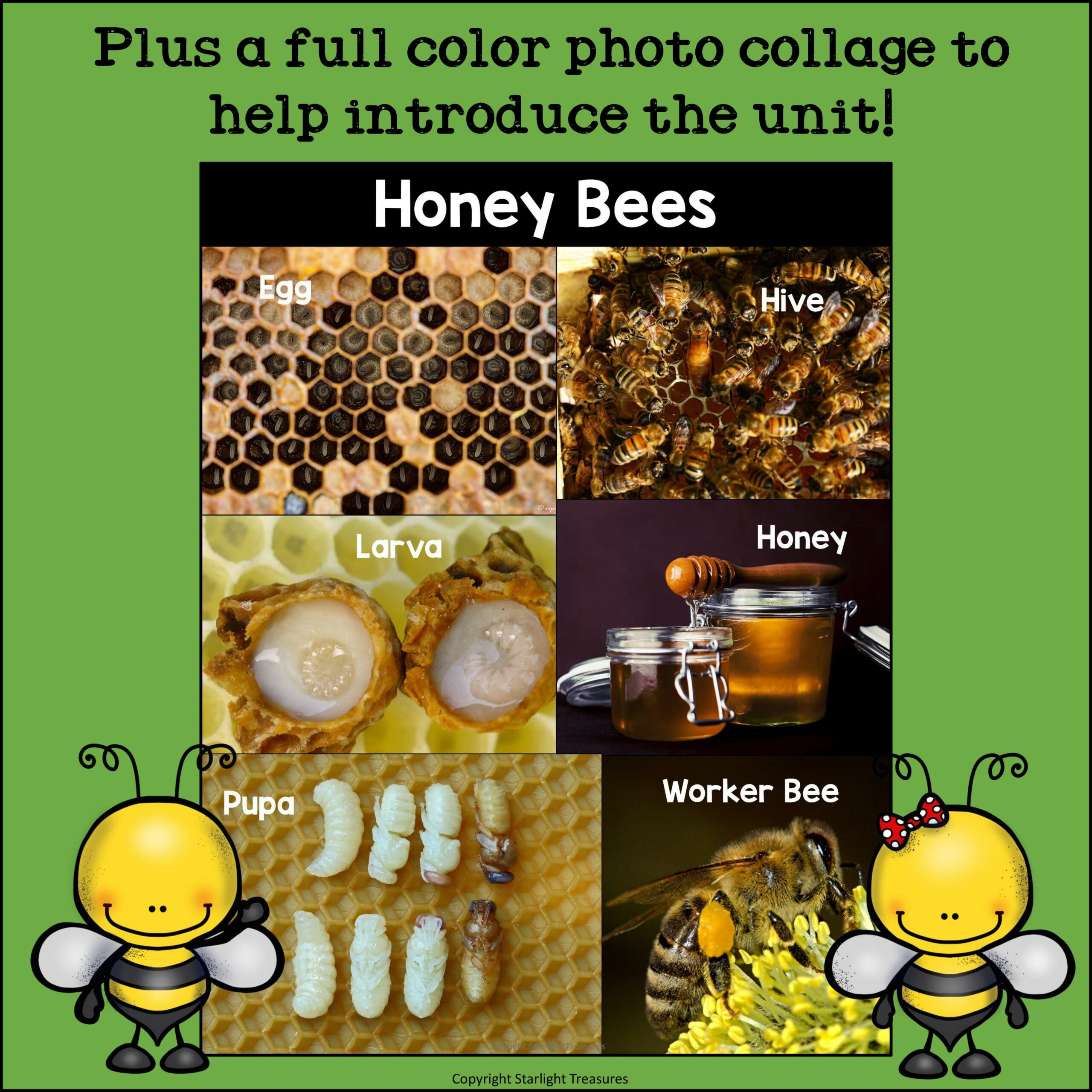 Honey Bees Mini Book for Early Readers - Bees Mini Book - Animal Study ...