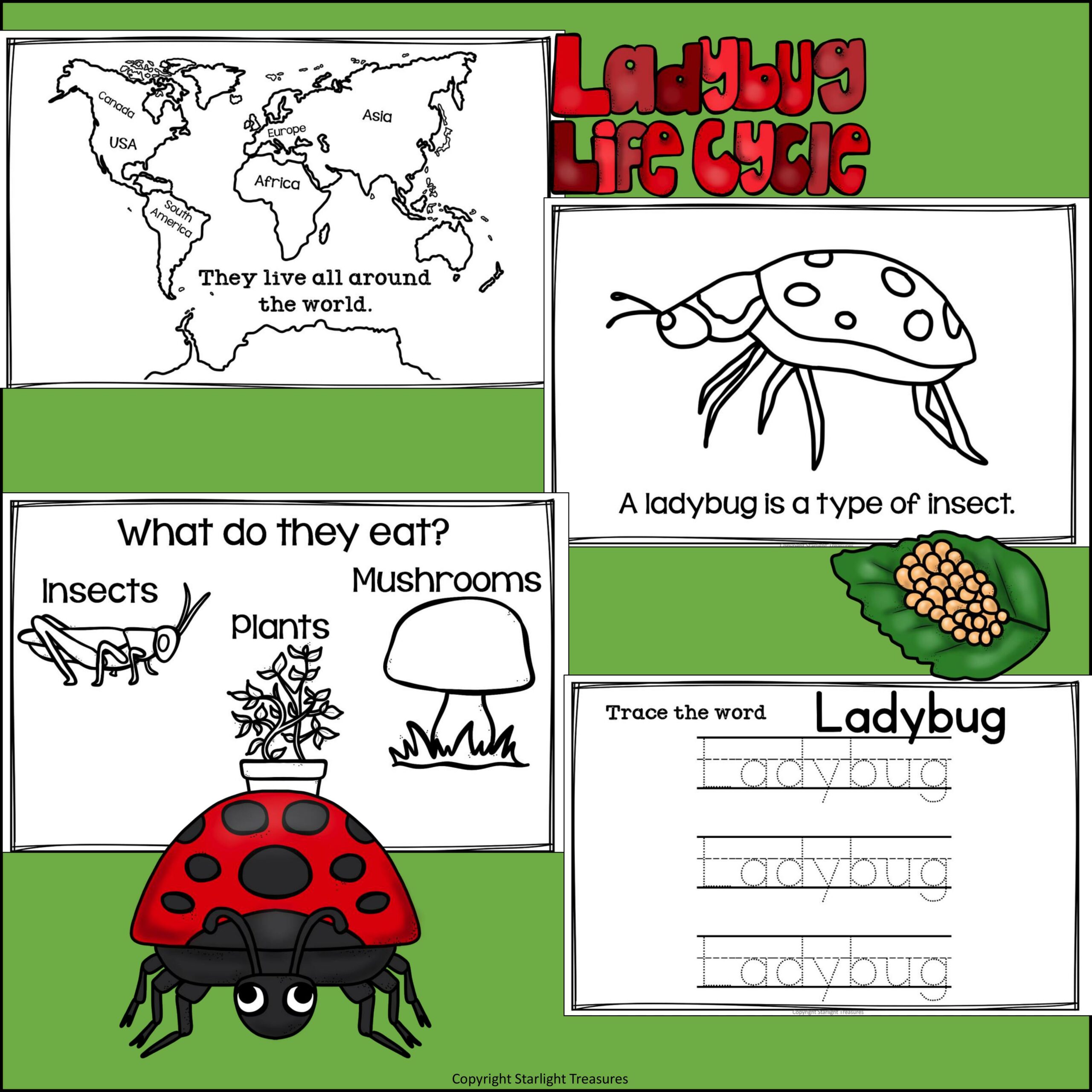 Ladybugs Mini Book for Early Readers - Animal Study | Made By Teachers