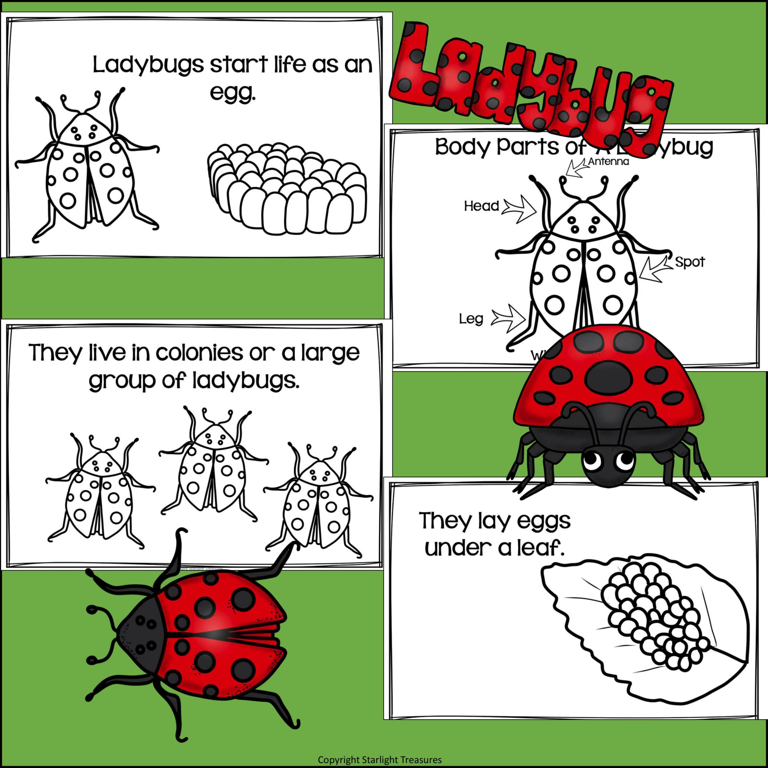 Ladybugs Mini Book for Early Readers - Animal Study | Made By Teachers
