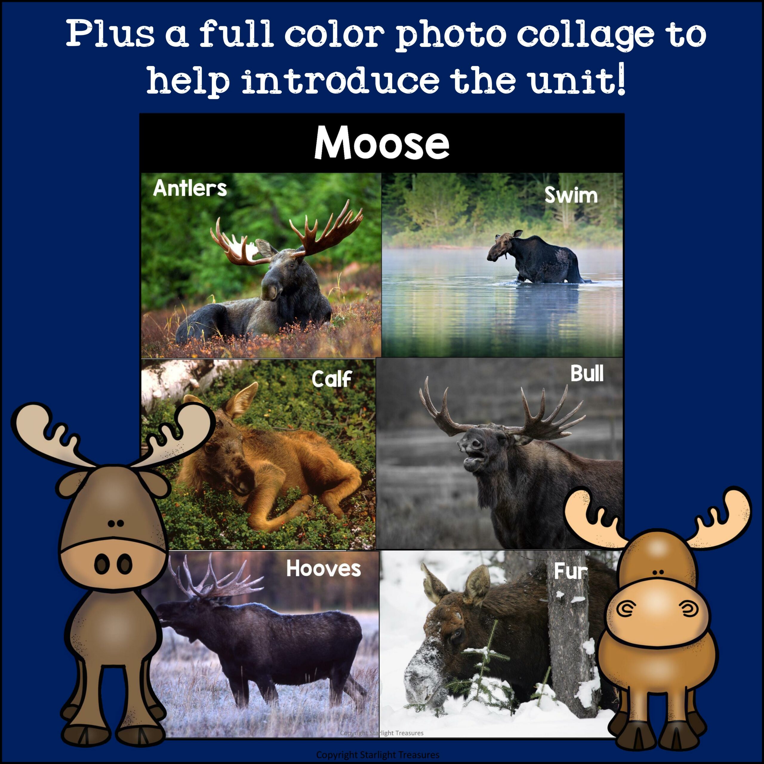 Moose Mini Book for Early Readers - Animal Study | Made By Teachers
