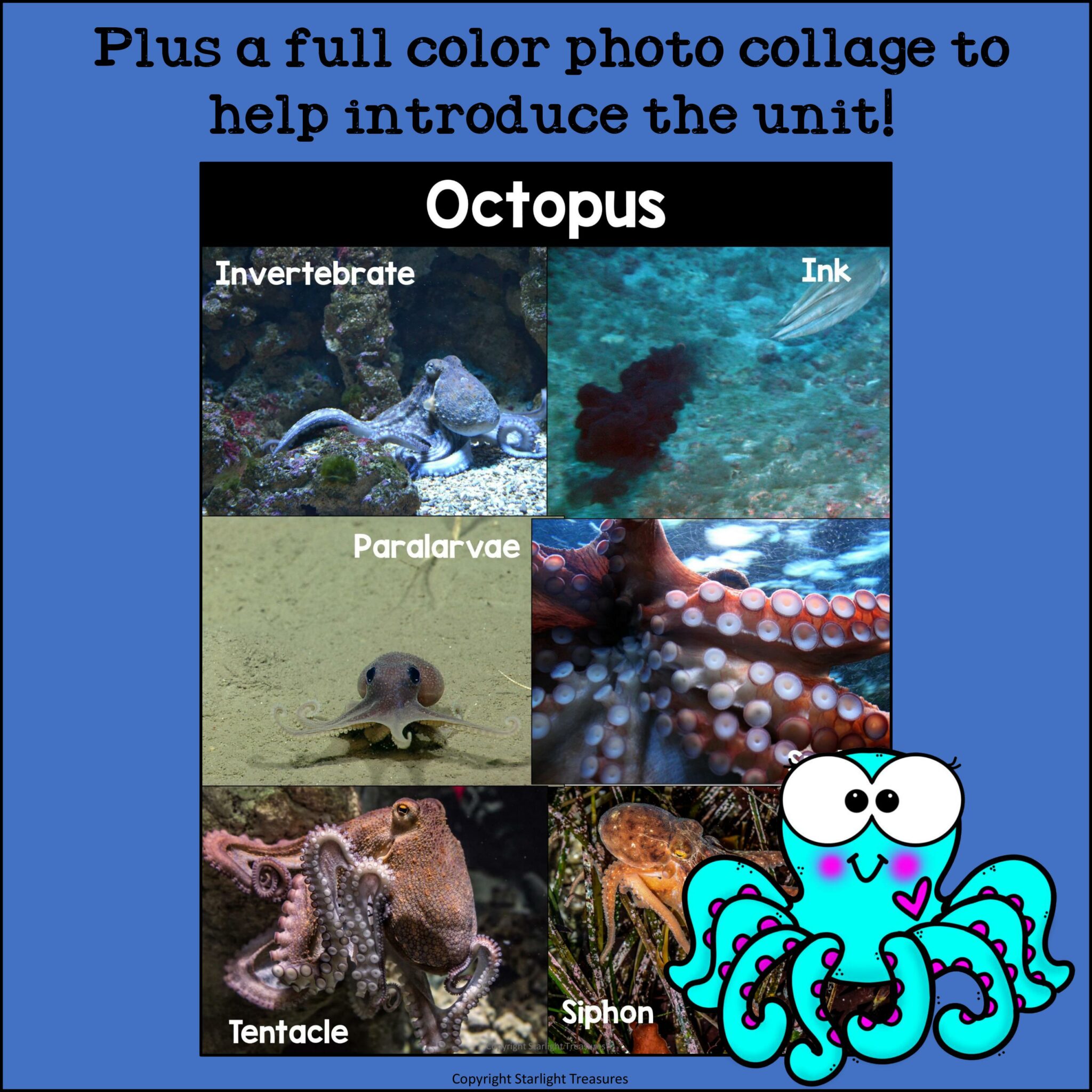 Octopus Mini Book for Early Readers - Animal Study | Made By Teachers