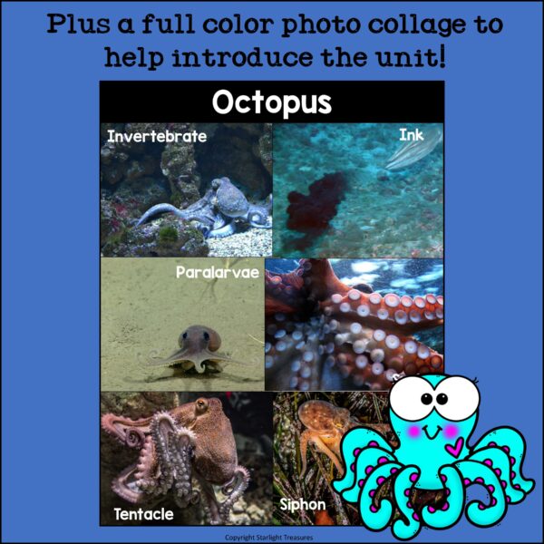 Octopus Mini Book for Early Readers - Animal Study | Made By Teachers