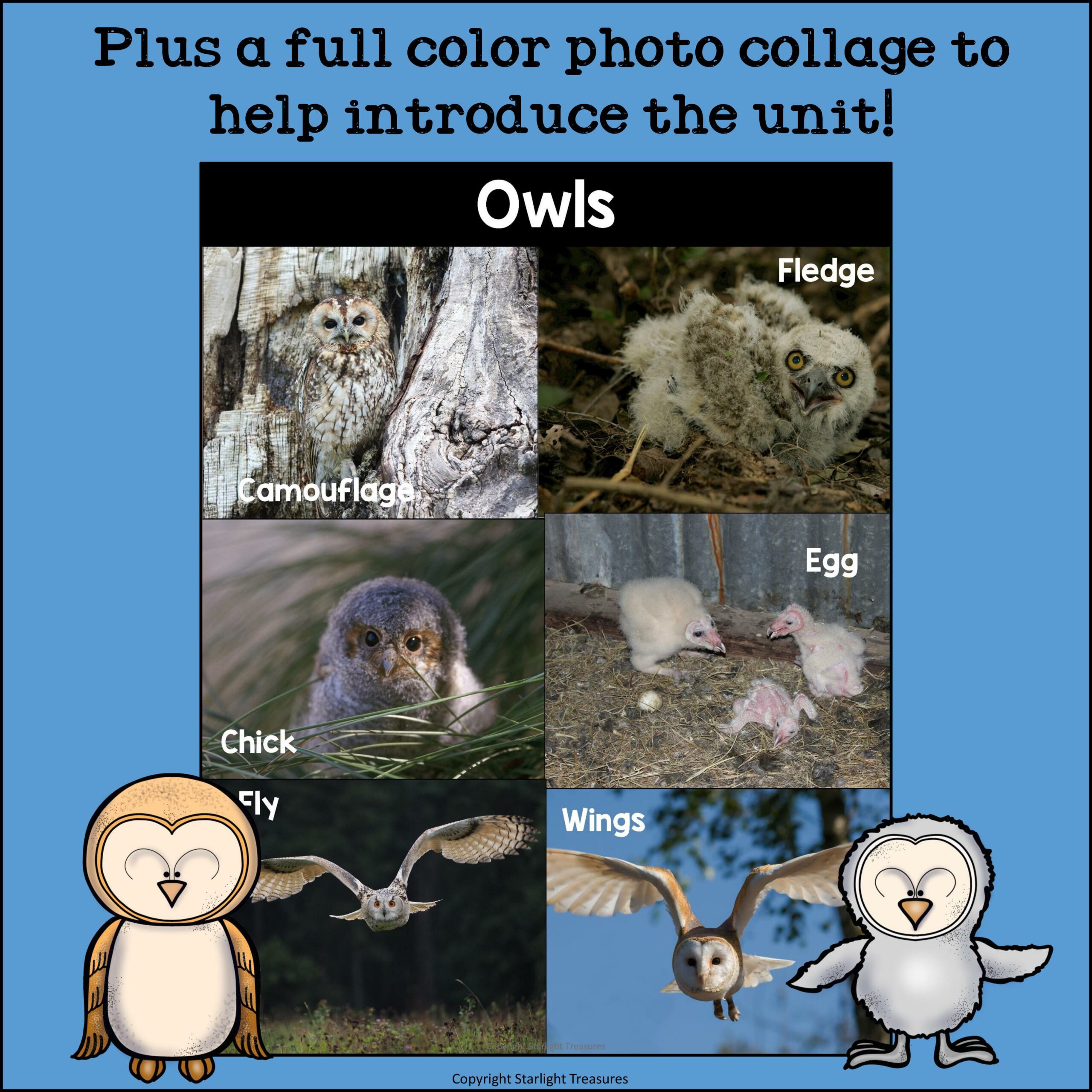 Owls Mini Book for Early Readers - Animal Study | Made By Teachers