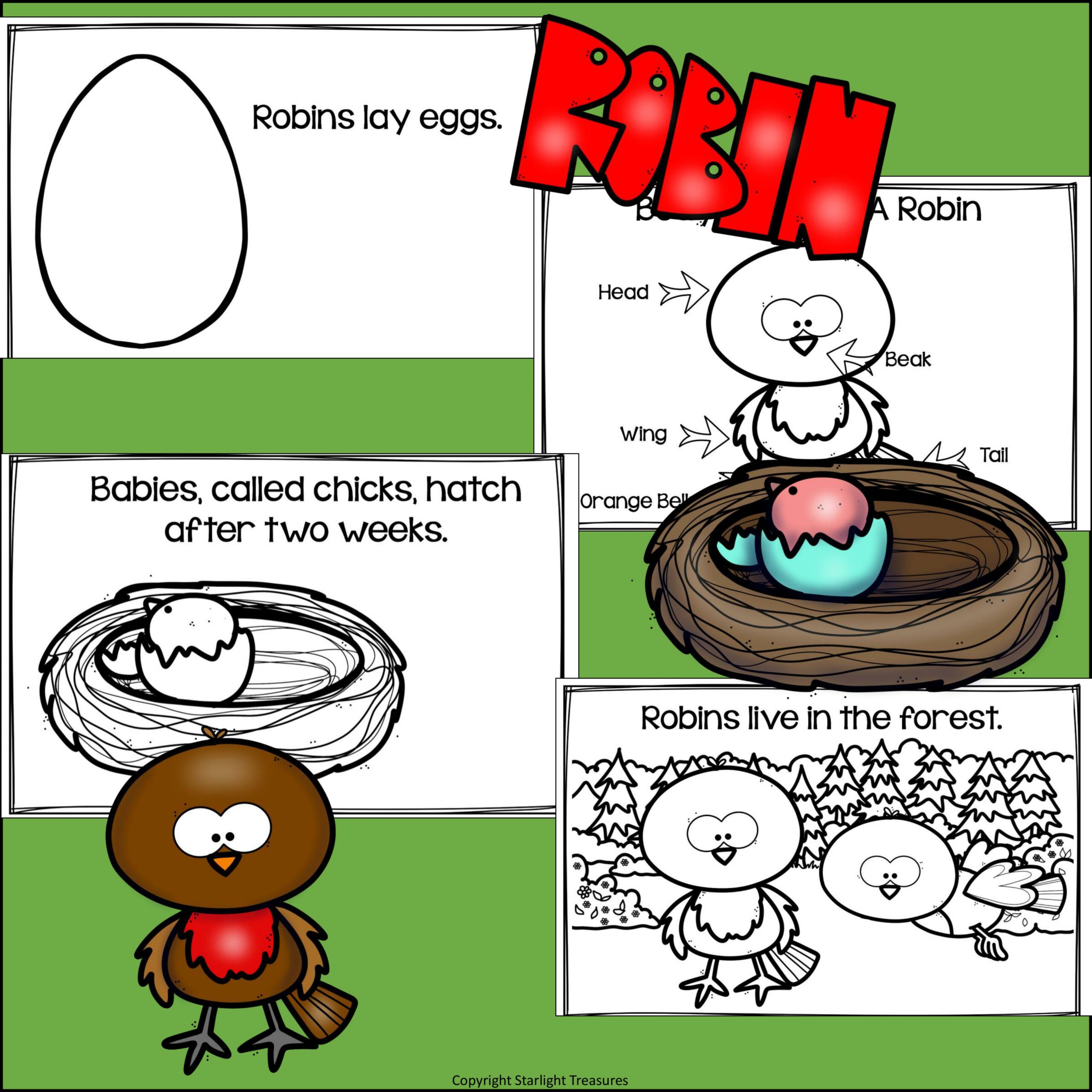 Robins Mini Book for Early Readers - Animal Study | Made By Teachers