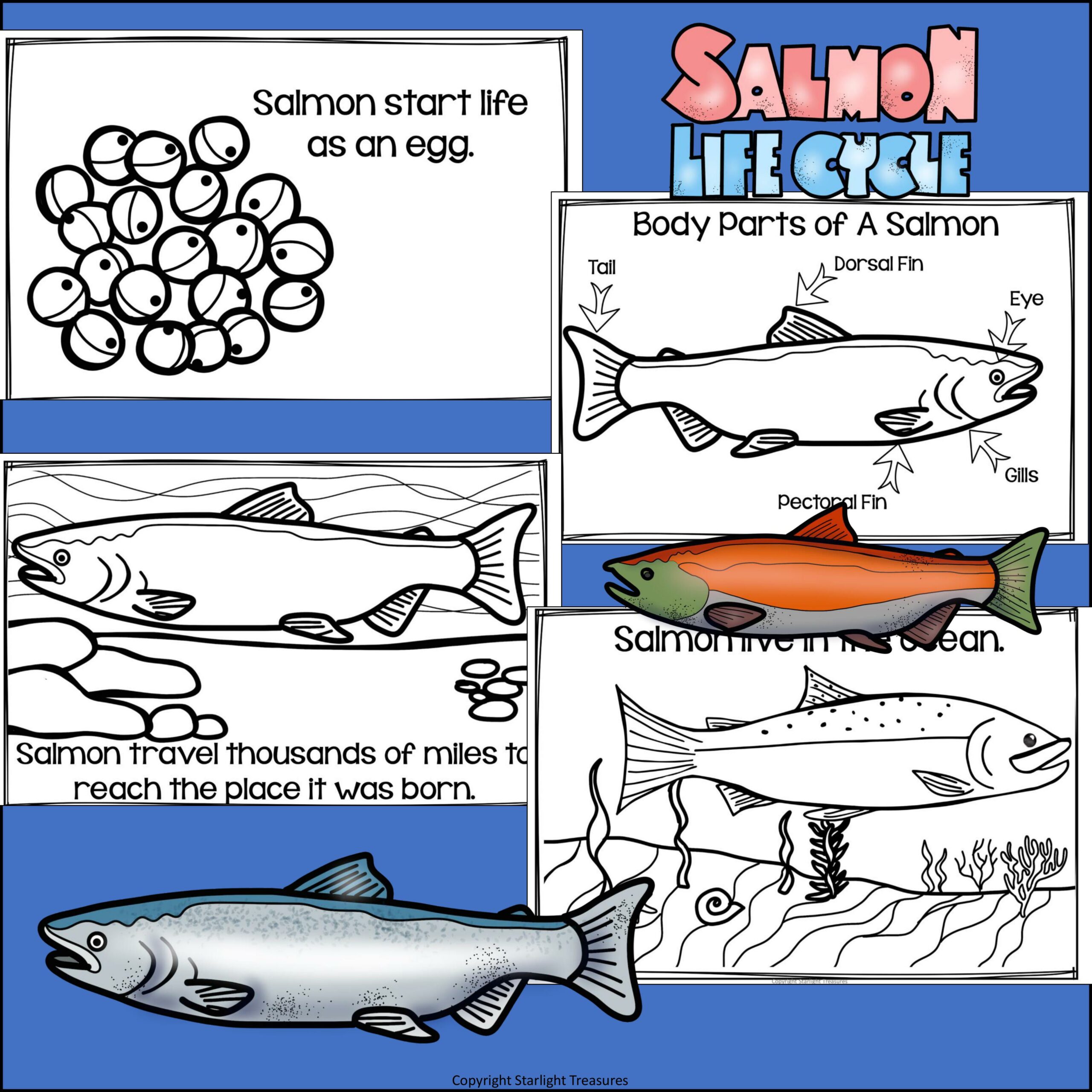 Salmon Mini Book for Early Readers - Animal Study | Made By Teachers