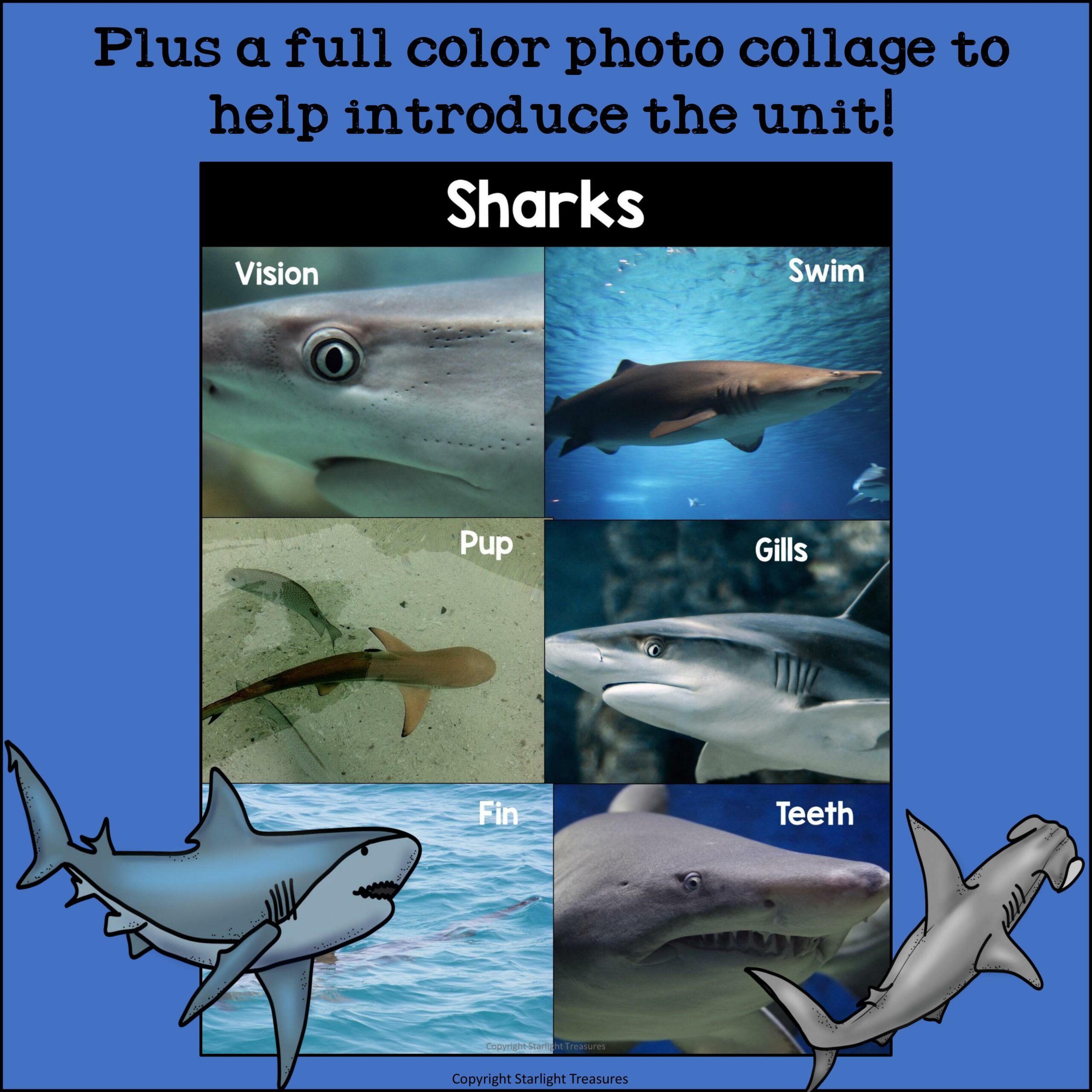 Sharks Mini Book for Early Readers - Animal Study | Made By Teachers