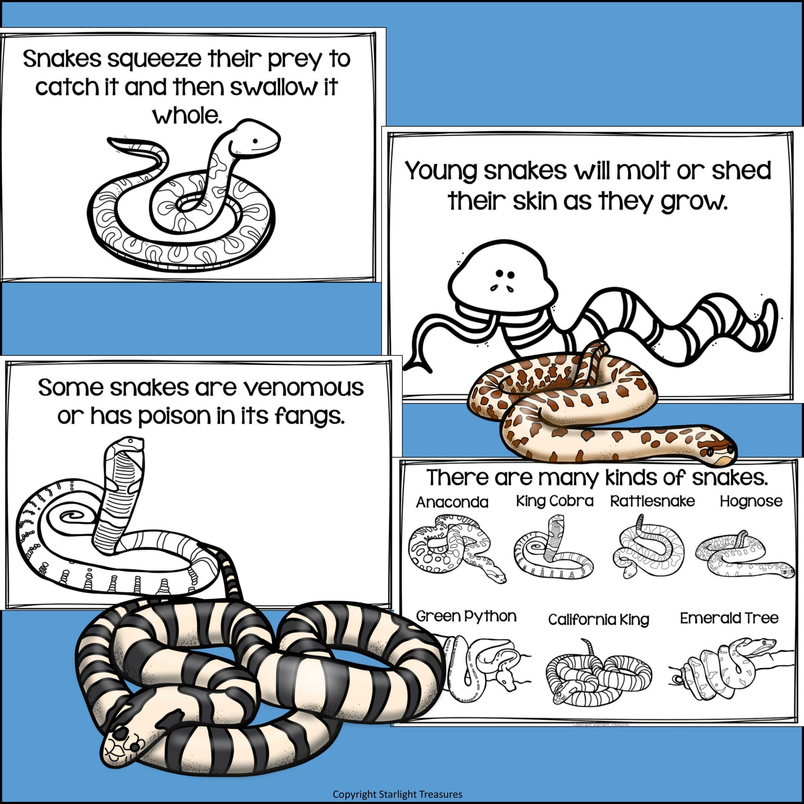 Snakes Mini Book for Early Readers - Animal Study | Made By Teachers