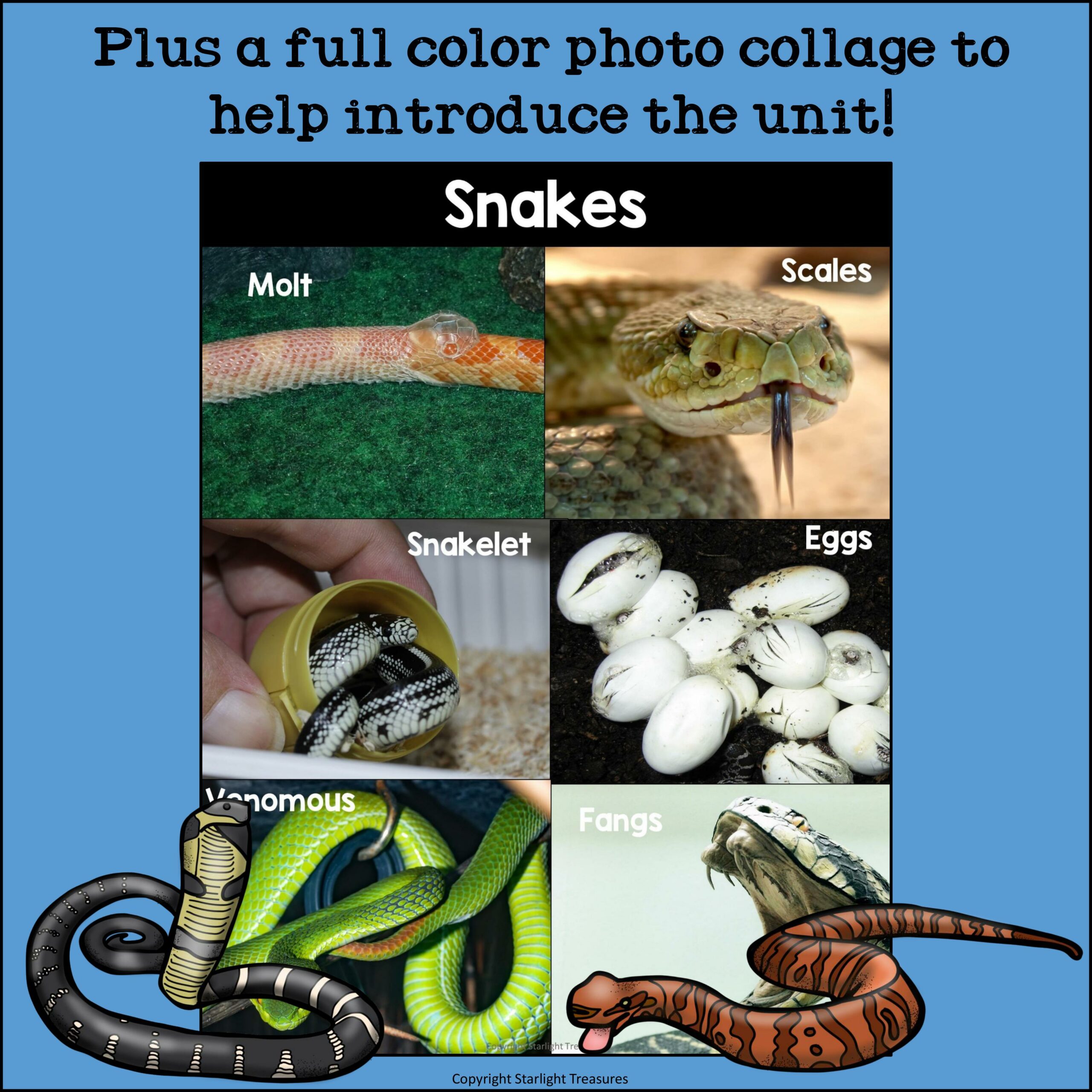 Snakes Mini Book for Early Readers - Animal Study | Made By Teachers