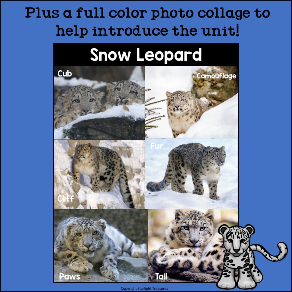 Snow Leopard Mini Book for Early Readers - Animal Study | Made By Teachers