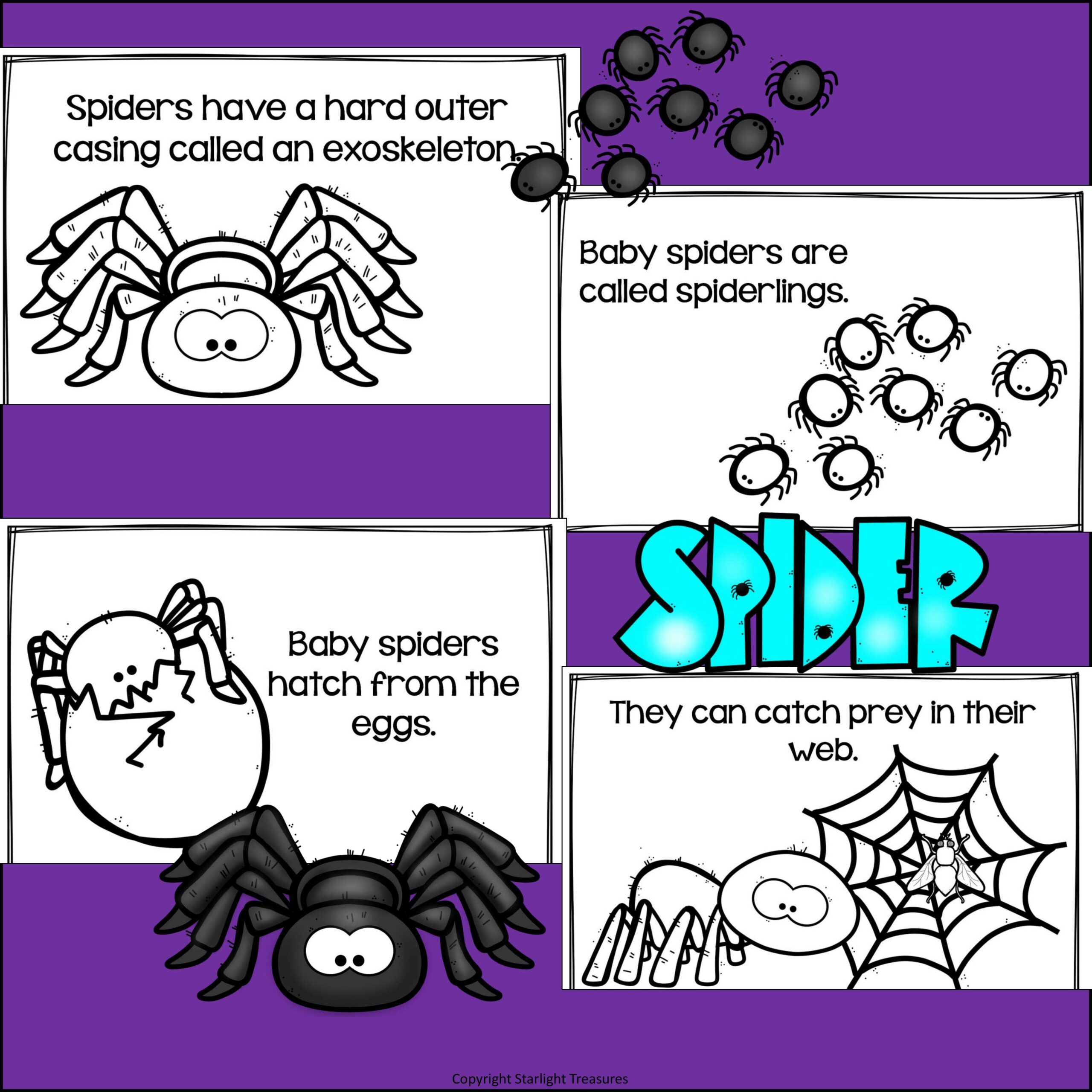 Spiders Mini Book for Early Readers - Animal Study | Made By Teachers