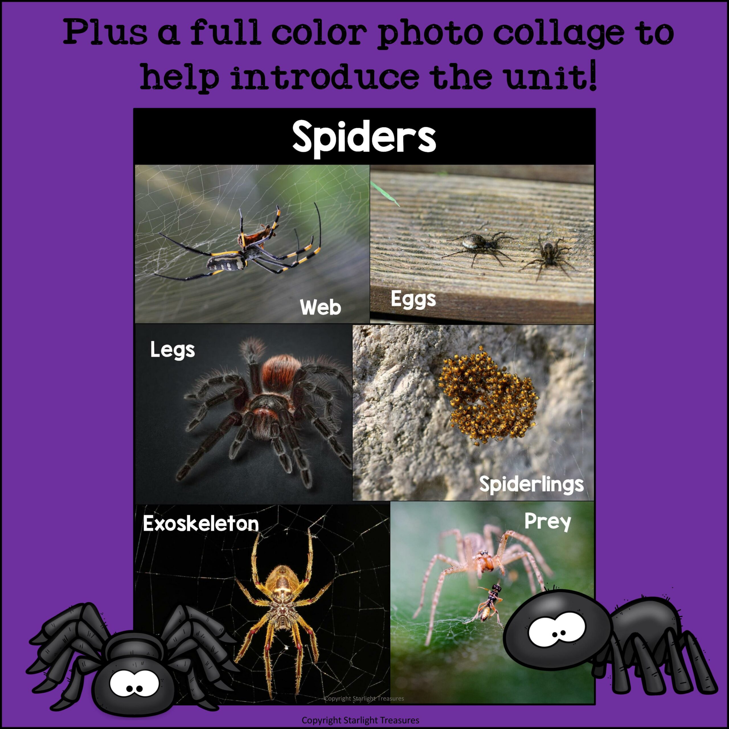 Spiders Mini Book for Early Readers - Animal Study | Made By Teachers