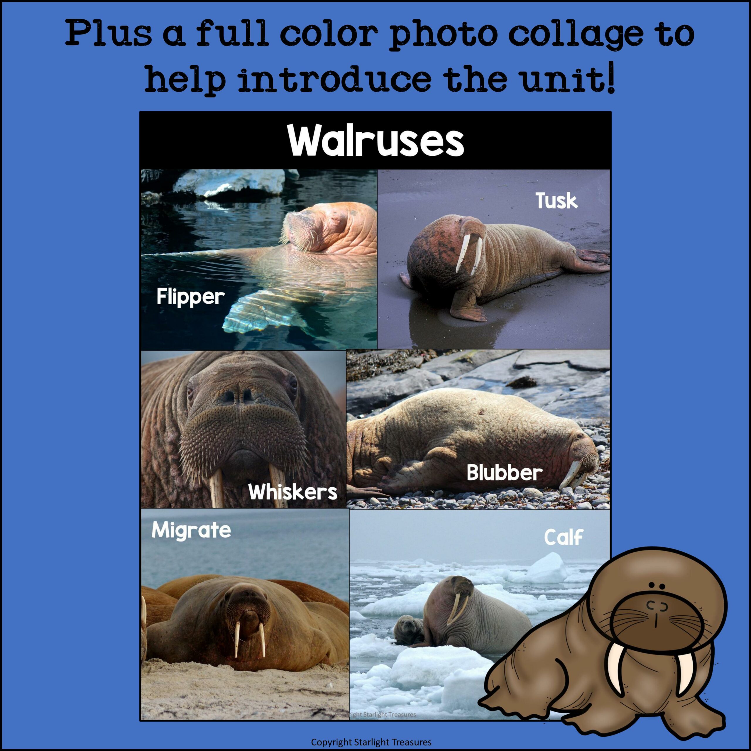 Walruses Mini Book for Early Readers - Walrus - Animal Study | Made By ...