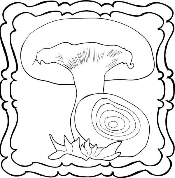 Mushroom Coloring Book : Easy and Fun Mushrooms Coloring Book for Kids ...