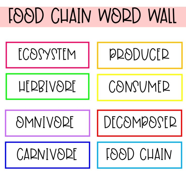 Food Chains and Food Webs Science Worksheets 2nd and 3rd Grade | Made ...