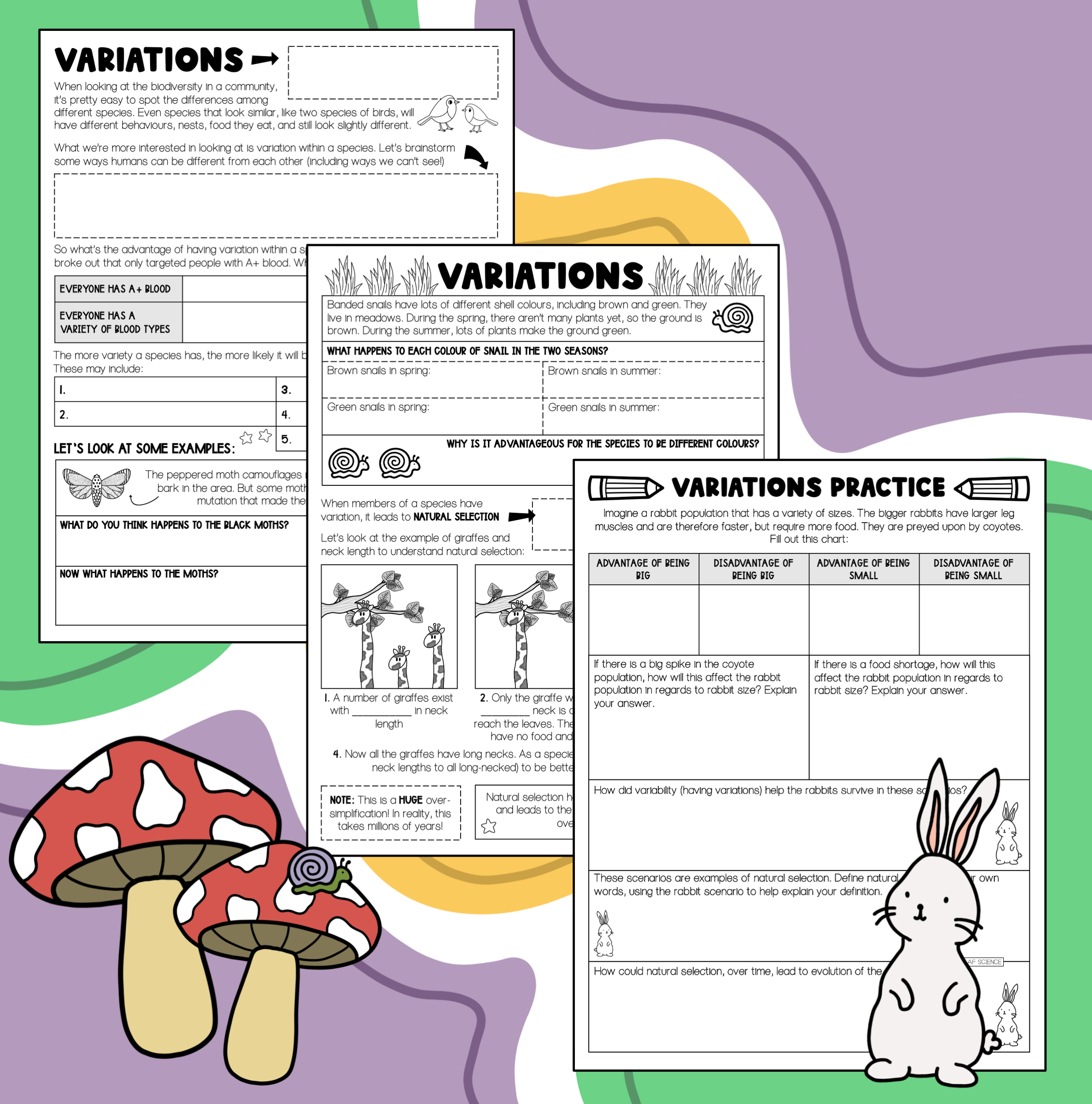 Variations and Natural Selection Notes & Practice | Made By Teachers