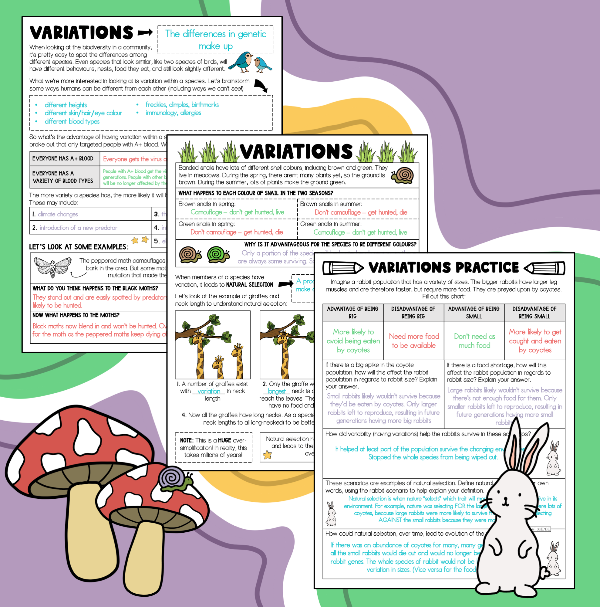 Variations and Natural Selection Notes & Practice | Made By Teachers