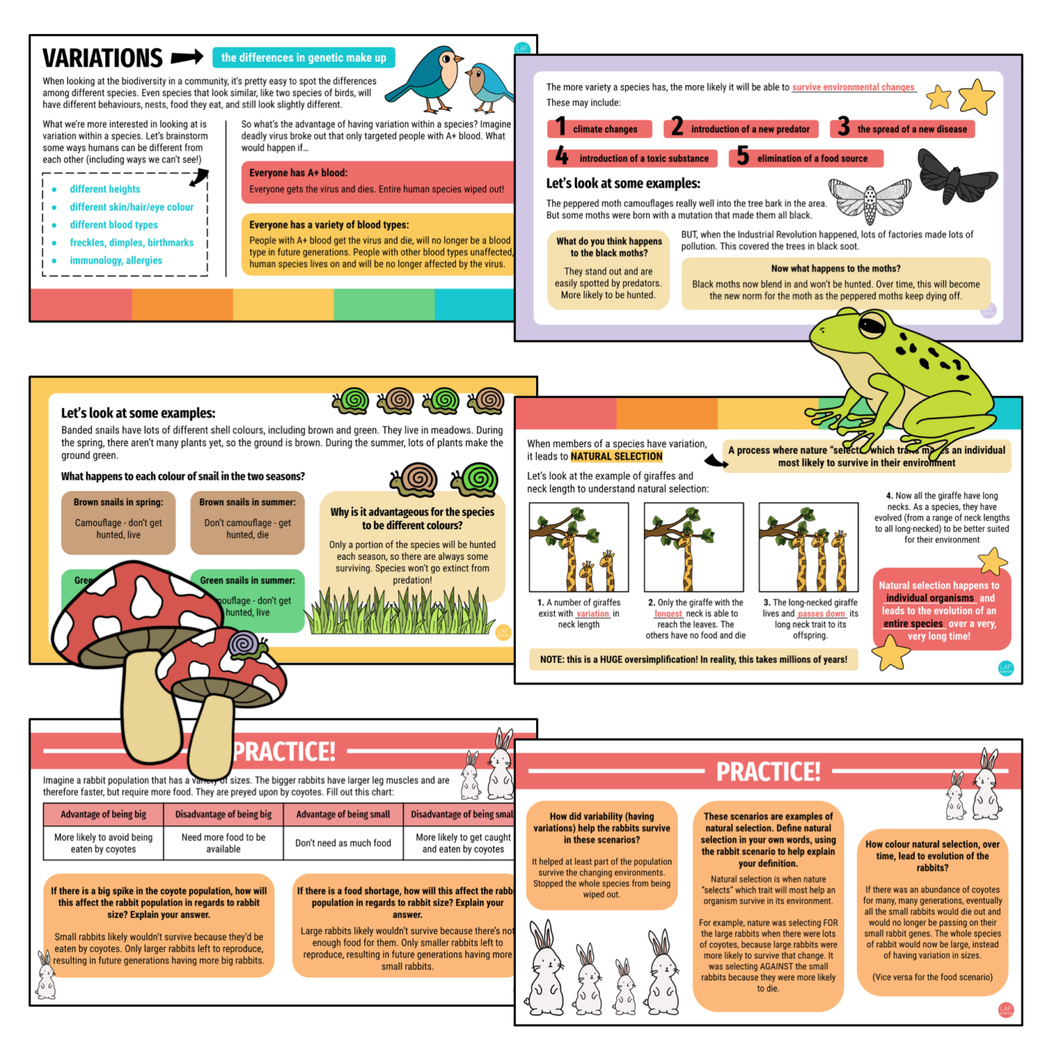 Variations and Natural Selection Notes & Practice | Made By Teachers