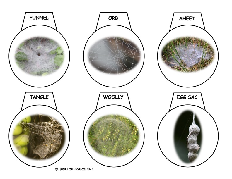 Spider Web Thematic Unit - Worksheets and Activities | Made By Teachers