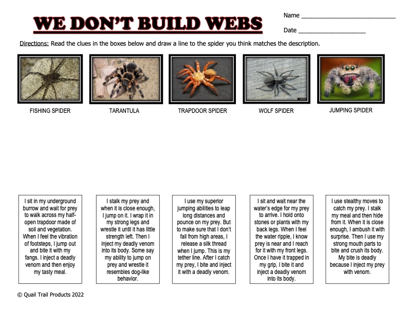 Spider Web Thematic Unit - Worksheets and Activities | Made By Teachers