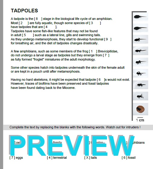 THE AMPHIBIANS - FILL IN THE BLANKS WORKSHEETS | Made By Teachers