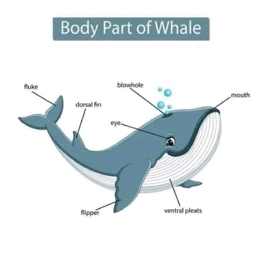 Discover the Wonders of the Animal Kingdom: Body Parts Flashcards ...