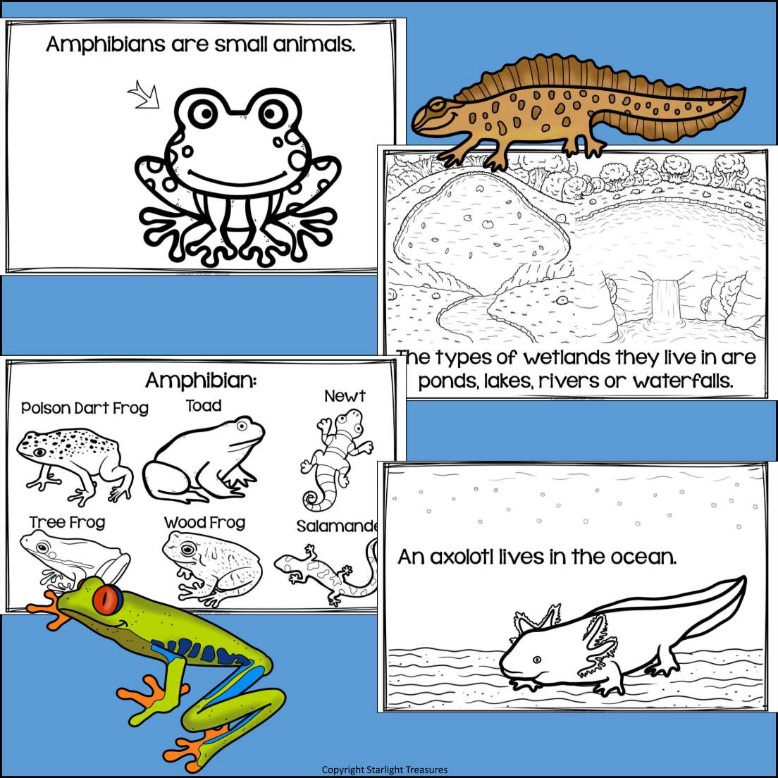 Amphibians Mini Book for Early Readers: Animal Groups and ...