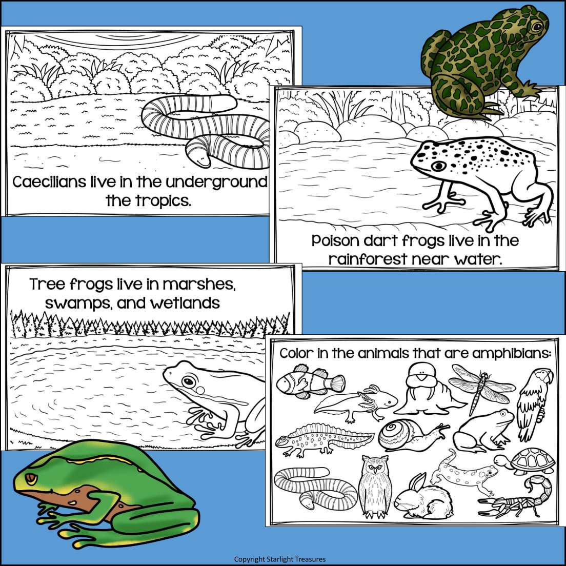 Amphibians Mini Book for Early Readers: Animal Groups and ...