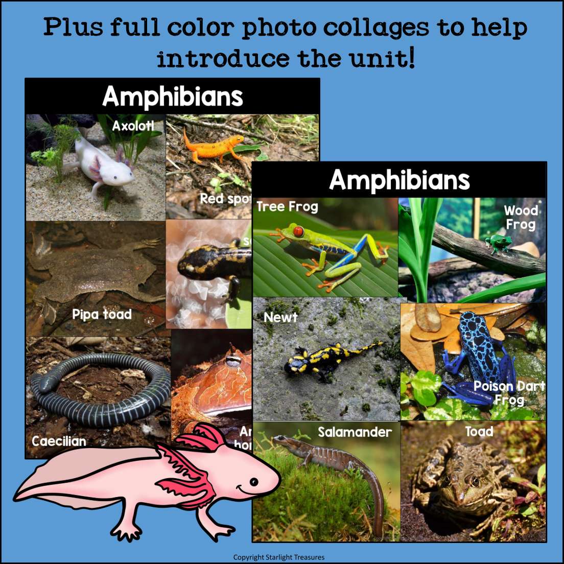 Amphibians Mini Book for Early Readers: Animal Groups and ...