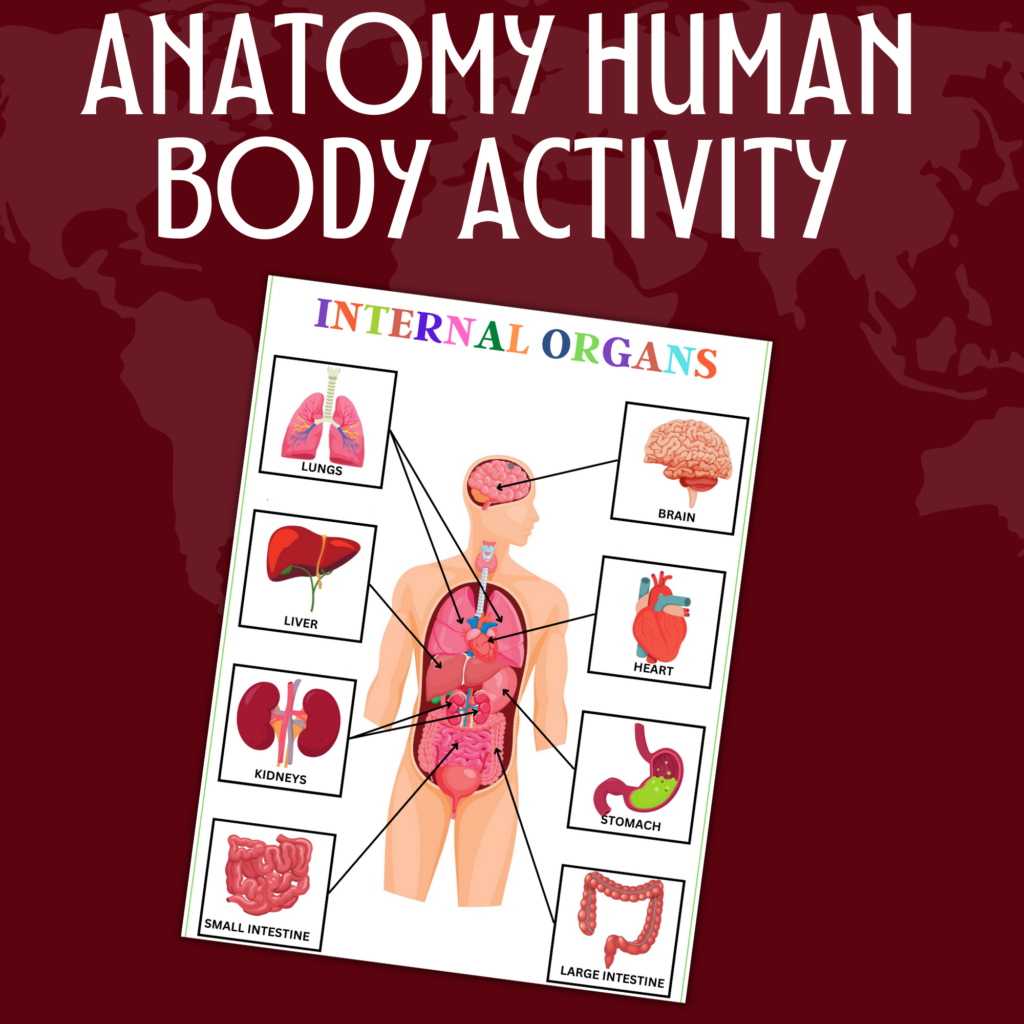 Human Anatomy & Organs | Montessori | Made By Teachers